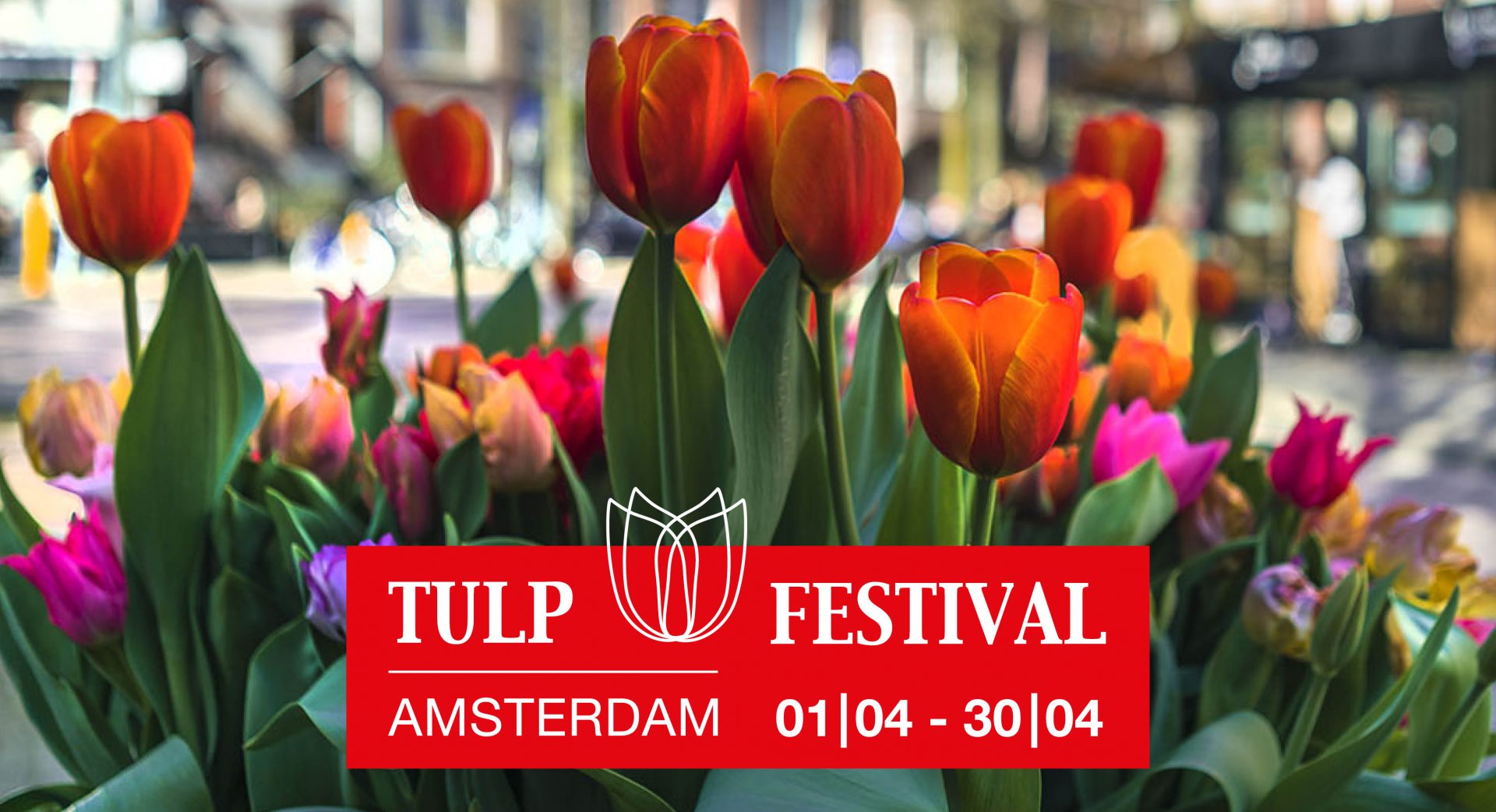 News - Tulpfestival