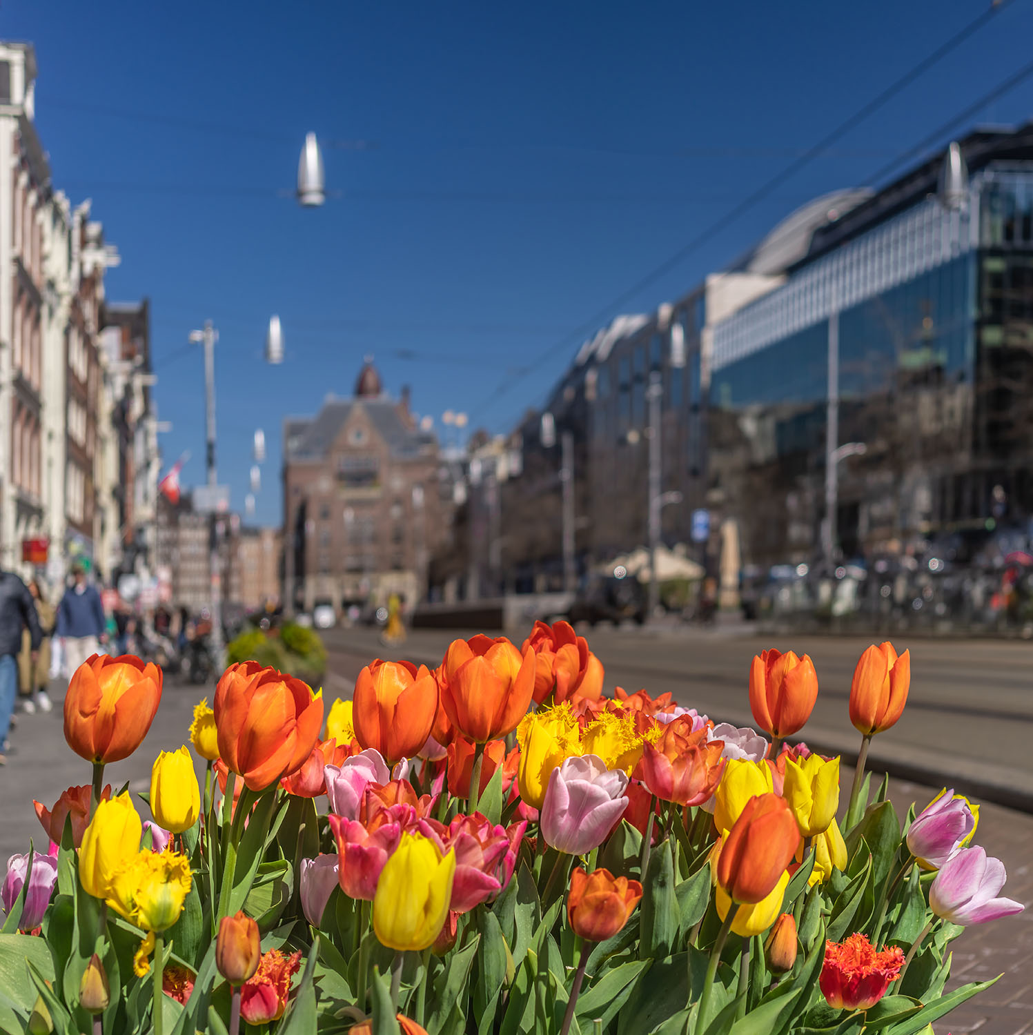 Nieuws - Tulpfestival